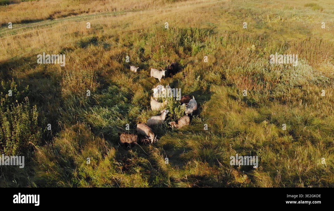 Goats grazing on grassland in summer Stock Video Footage - Alamy