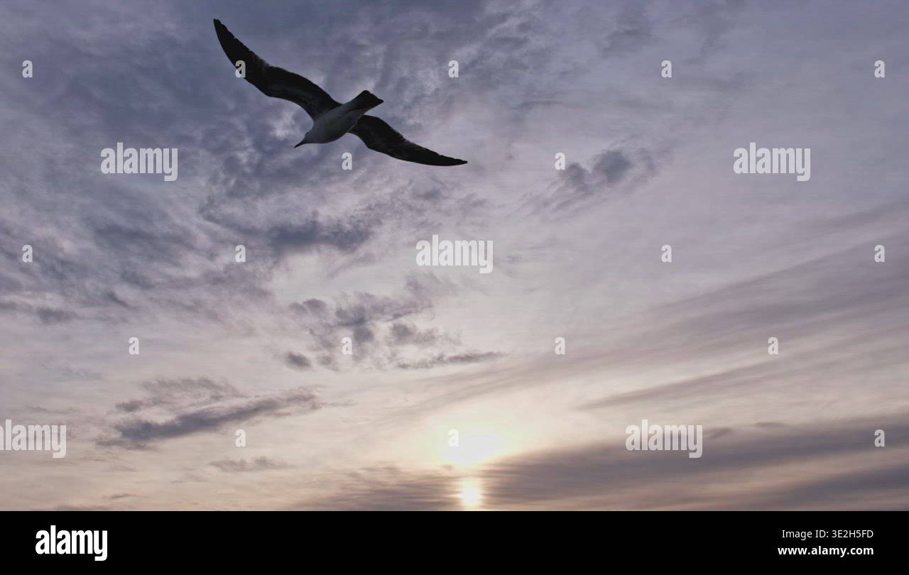 A seagull gliding in the wind Stock Video Footage - Alamy