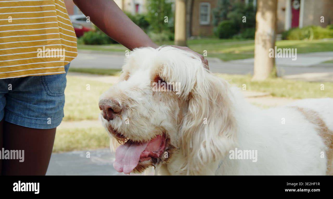 Black girl's hand petting an Italian Spinone Dog Stock Video Footage ...
