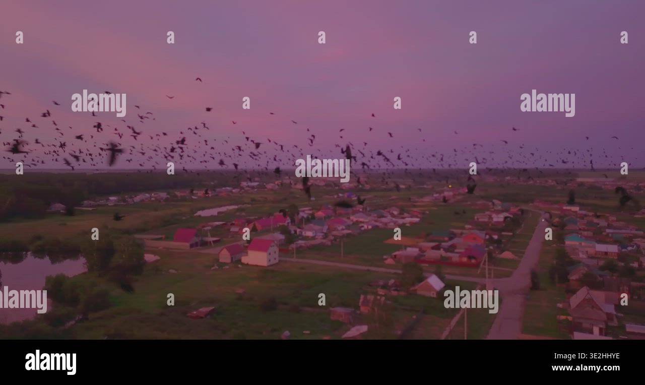Birds flying over village in evening Stock Video Footage - Alamy