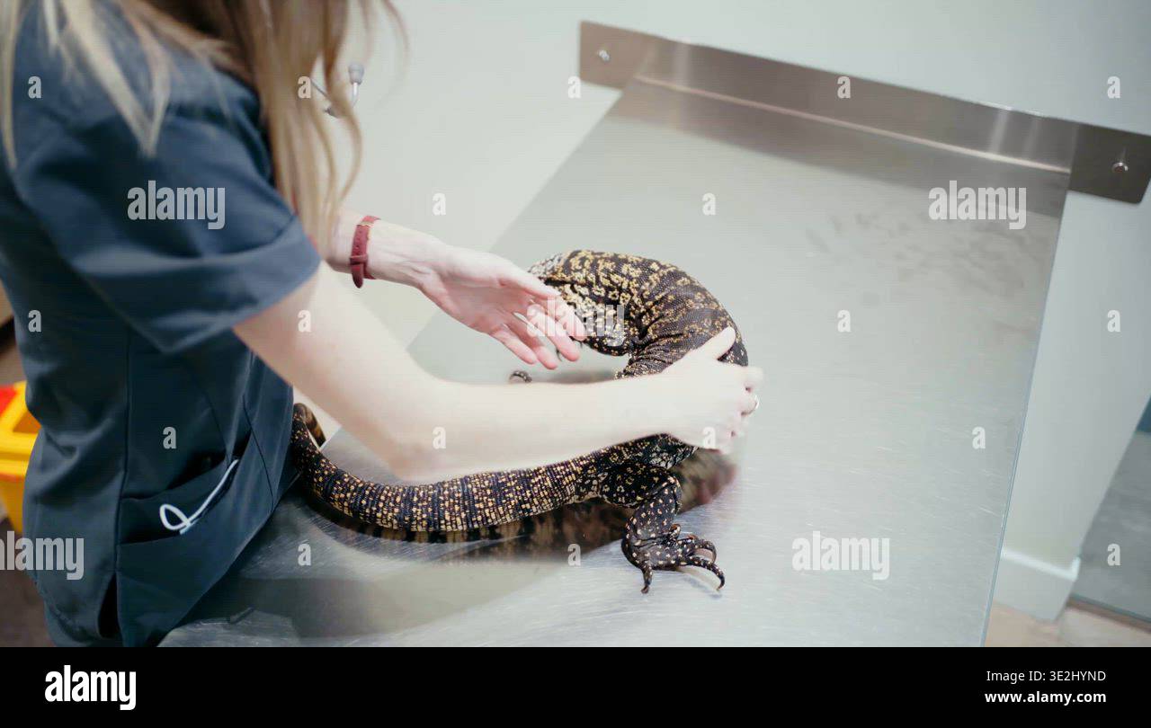 Portrait of Female Veterinarian Examining Reptile Stock Video Footage ...