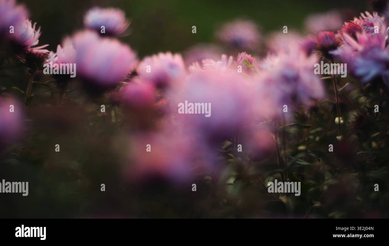 Pink Flowers On Nature On Sunset Stock Video Footage Alamy