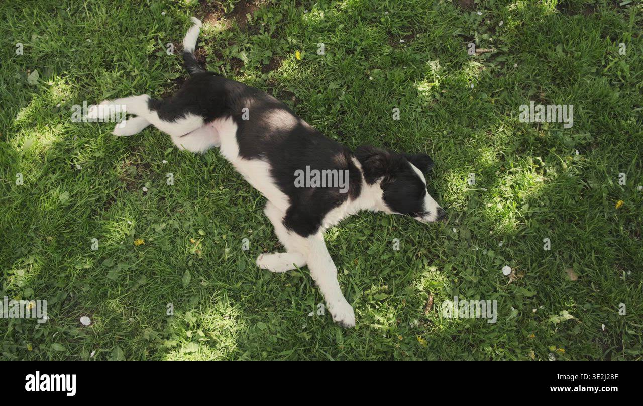 Dog rolling over happy Stock Videos & Footage - HD and 4K Video Clips ...