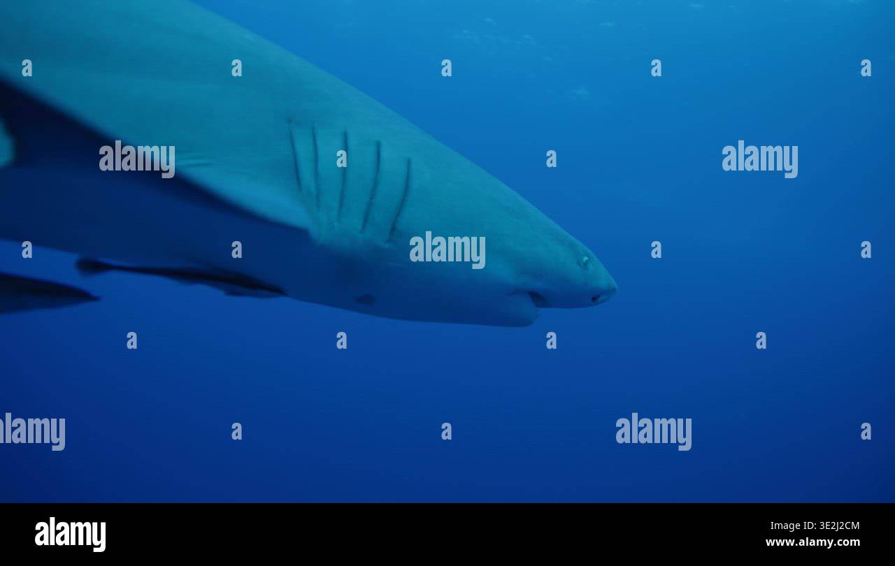 Shark Stock Video Footage - Alamy