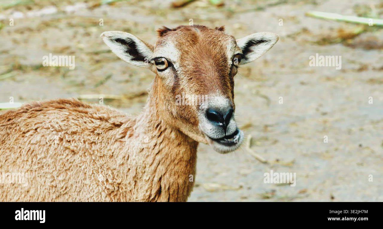 goat animal Stock Video Footage - Alamy