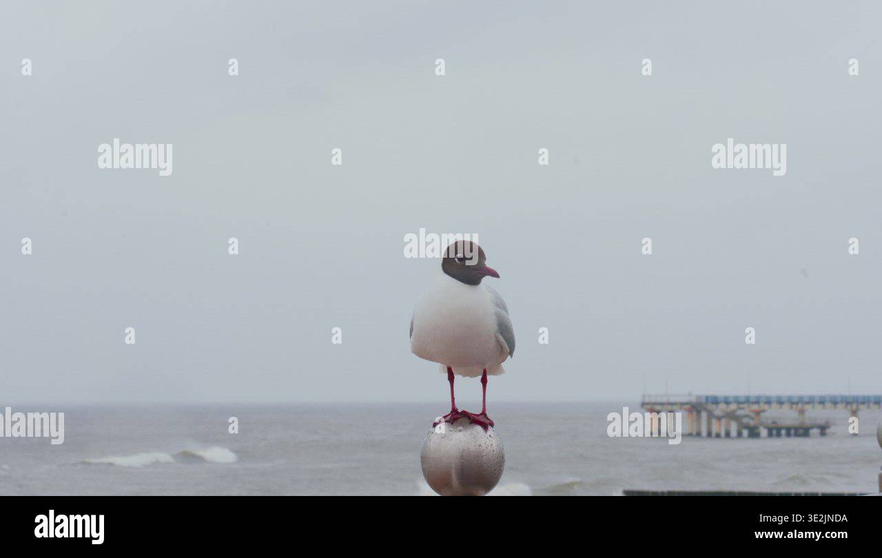 Confused Bird On The Railing By The Rainy Sea Stock Video Footage - Alamy