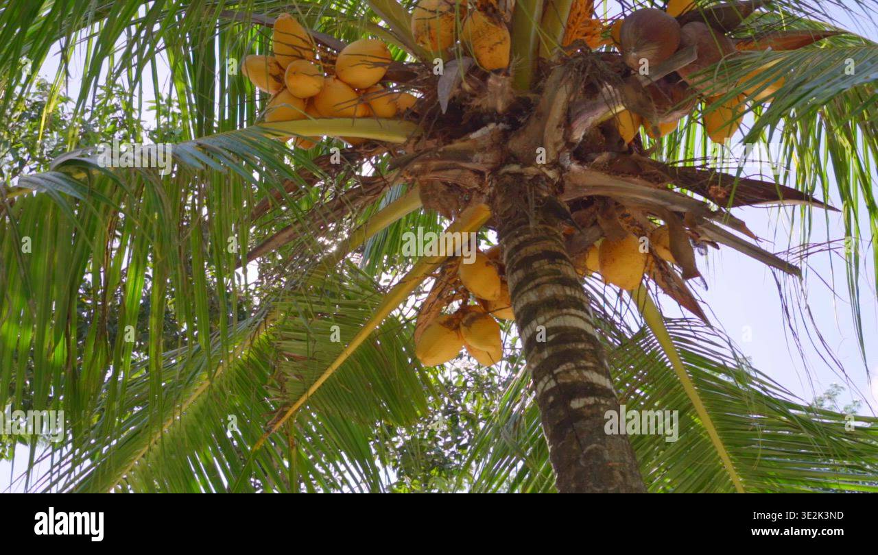Looking up coconut tree Stock Videos & Footage - HD and 4K Video Clips ...