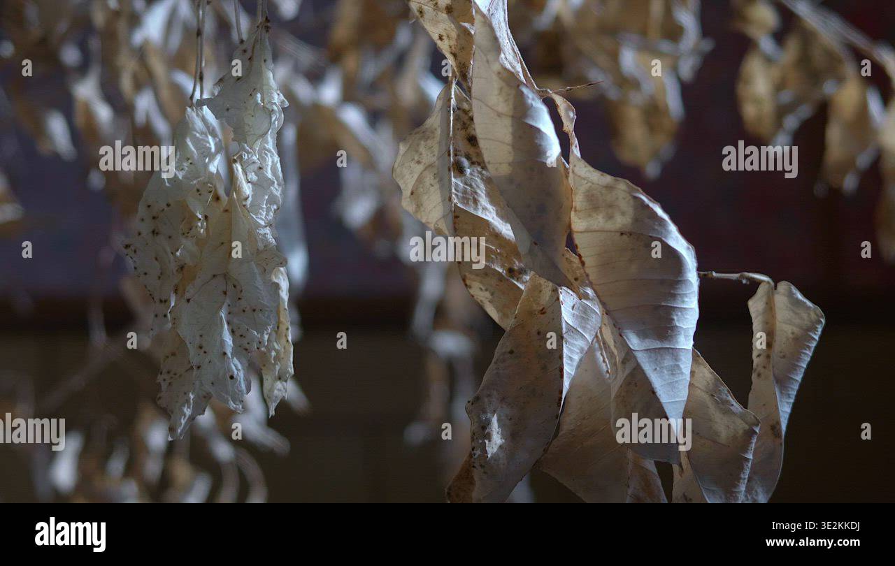 Dead desiccated dry pot plant leaves, dying of thirst, drought Stock ...