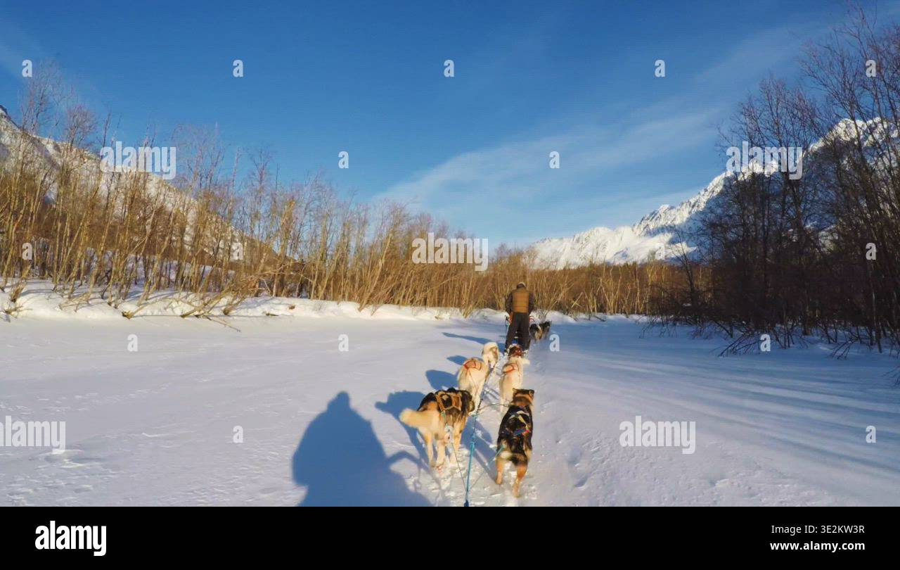 Sled dogs pulling a sled Stock Video Footage - Alamy