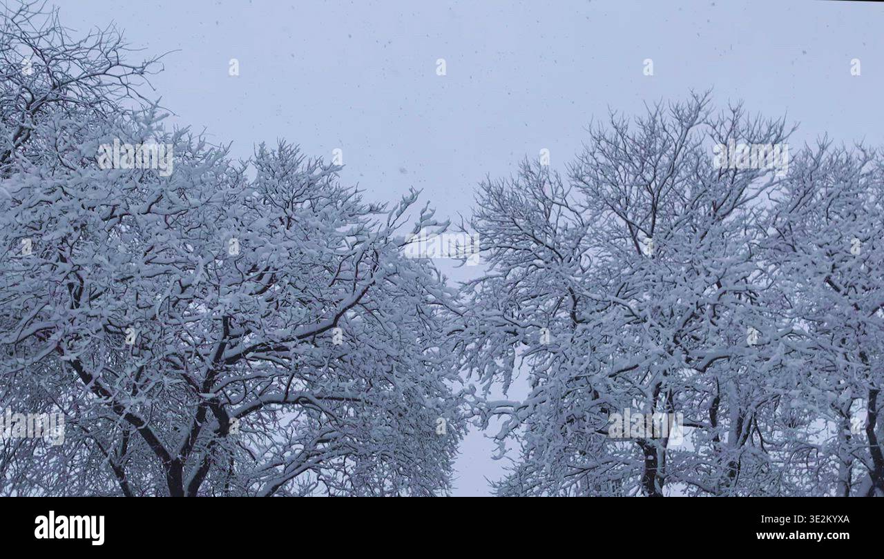 snowing in winter trees and sky landscape Stock Video Footage - Alamy