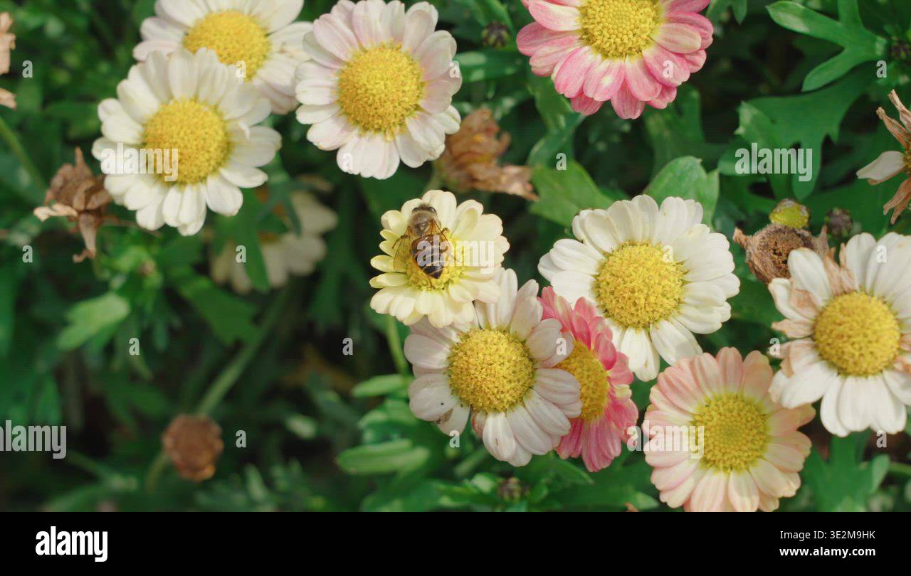 bee collecting honey on daisy flower Stock Video Footage - Alamy