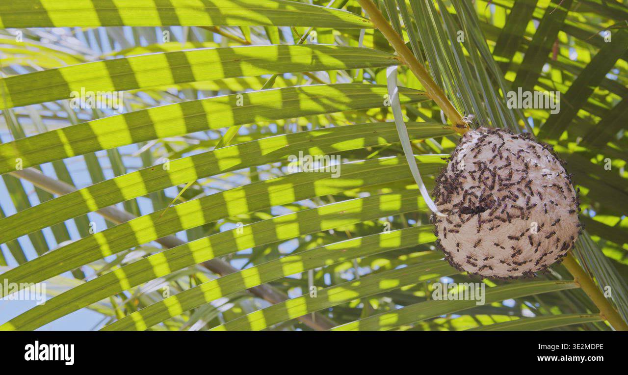 Busy Bee Nest Beehive in Jungle Costa Rica Rainforest Stock Video ...