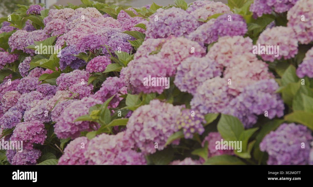 Hydrangea close up is colorful bloom in New England in summer Stock ...