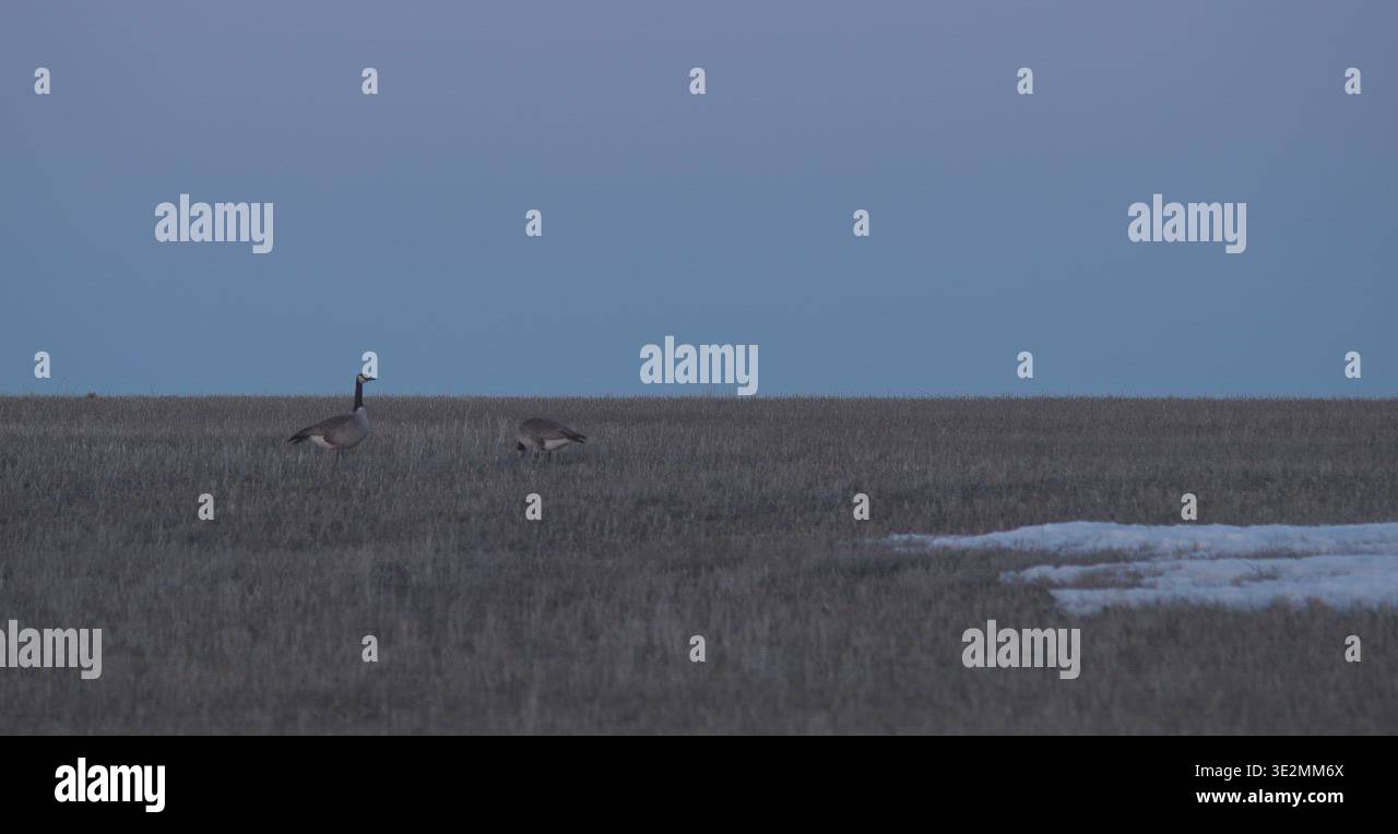 a couple Canadian Geese walking on framland in sunset Stock Video ...
