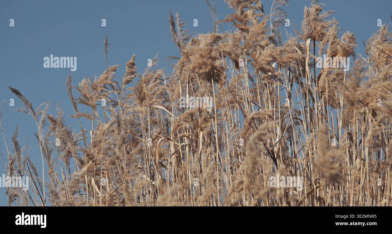 Reeds gently blowing in the wind Stock Video Footage - Alamy