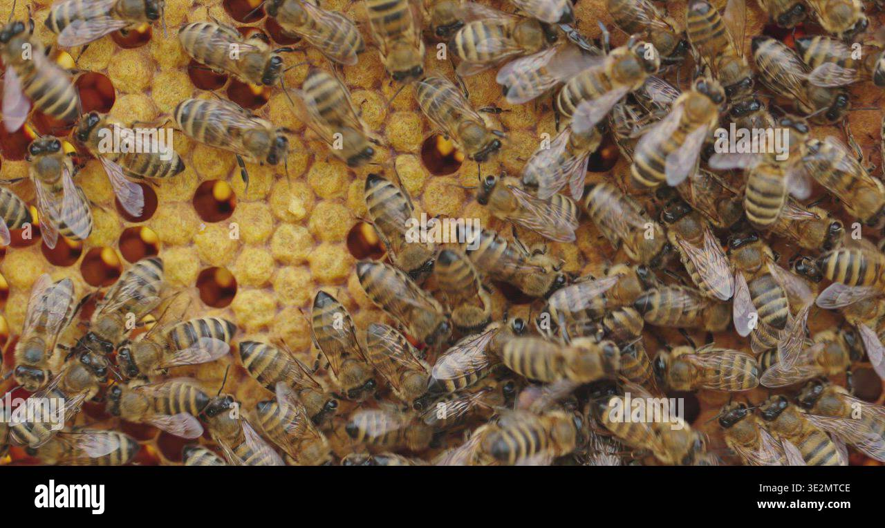 Honey bees crawling on honeycomb Stock Video Footage - Alamy