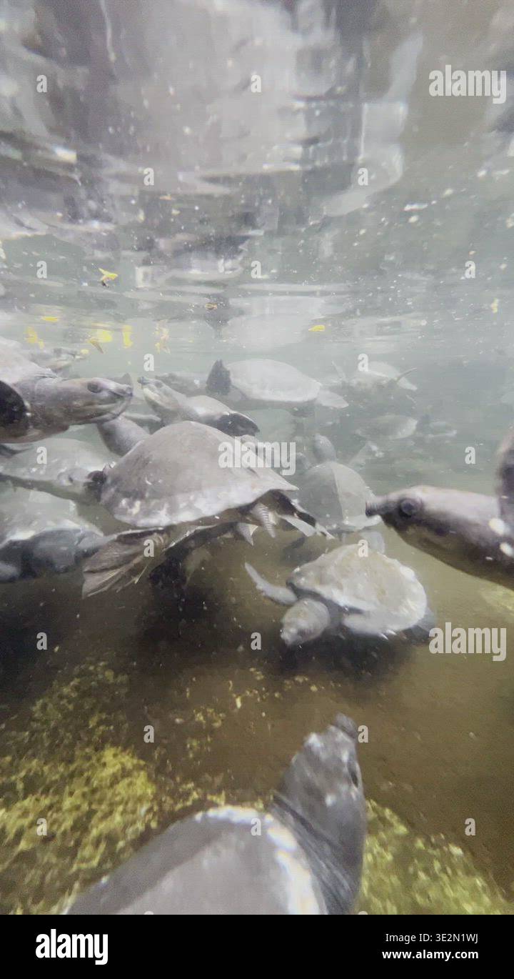 Bale of turtles swimming underwater Stock Video Footage - Alamy
