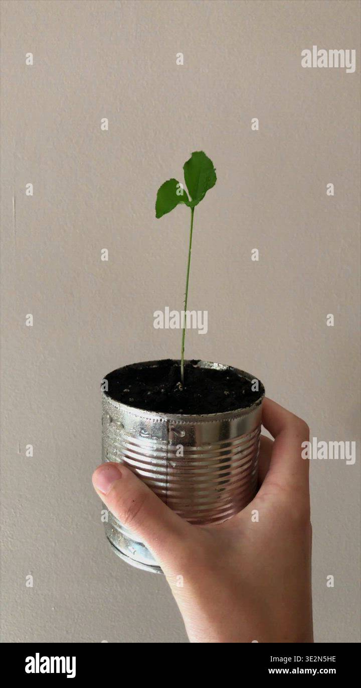 Mandarin tree sprout Stock Video Footage - Alamy
