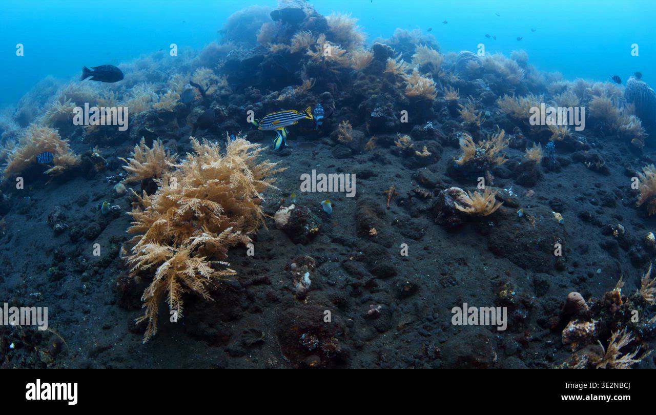 Volcano ash reed ash underwater scene Stock Video Footage - Alamy