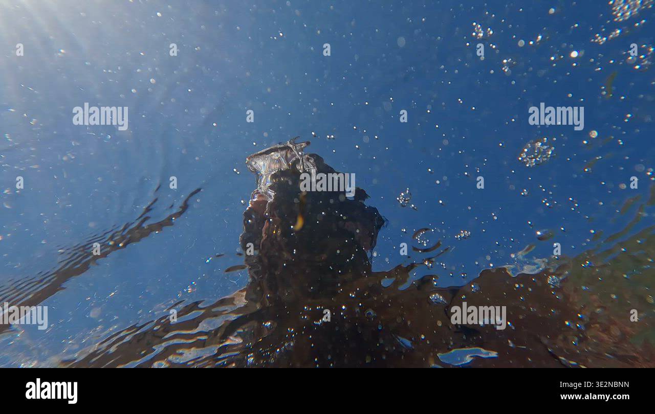 wave crashes over a swimming woman's head making hair explode Stock ...