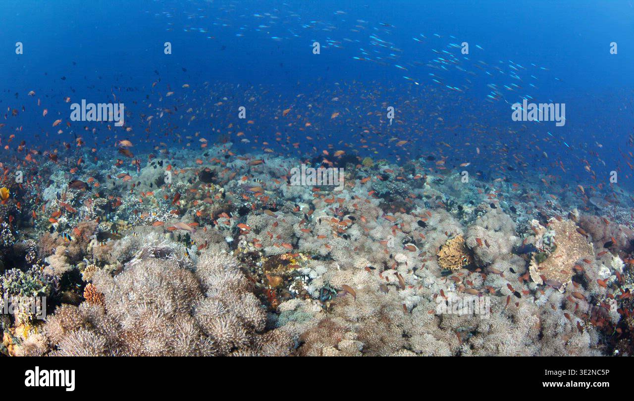 Many Anthias fish moving on coral reefs underwater Stock Video Footage ...