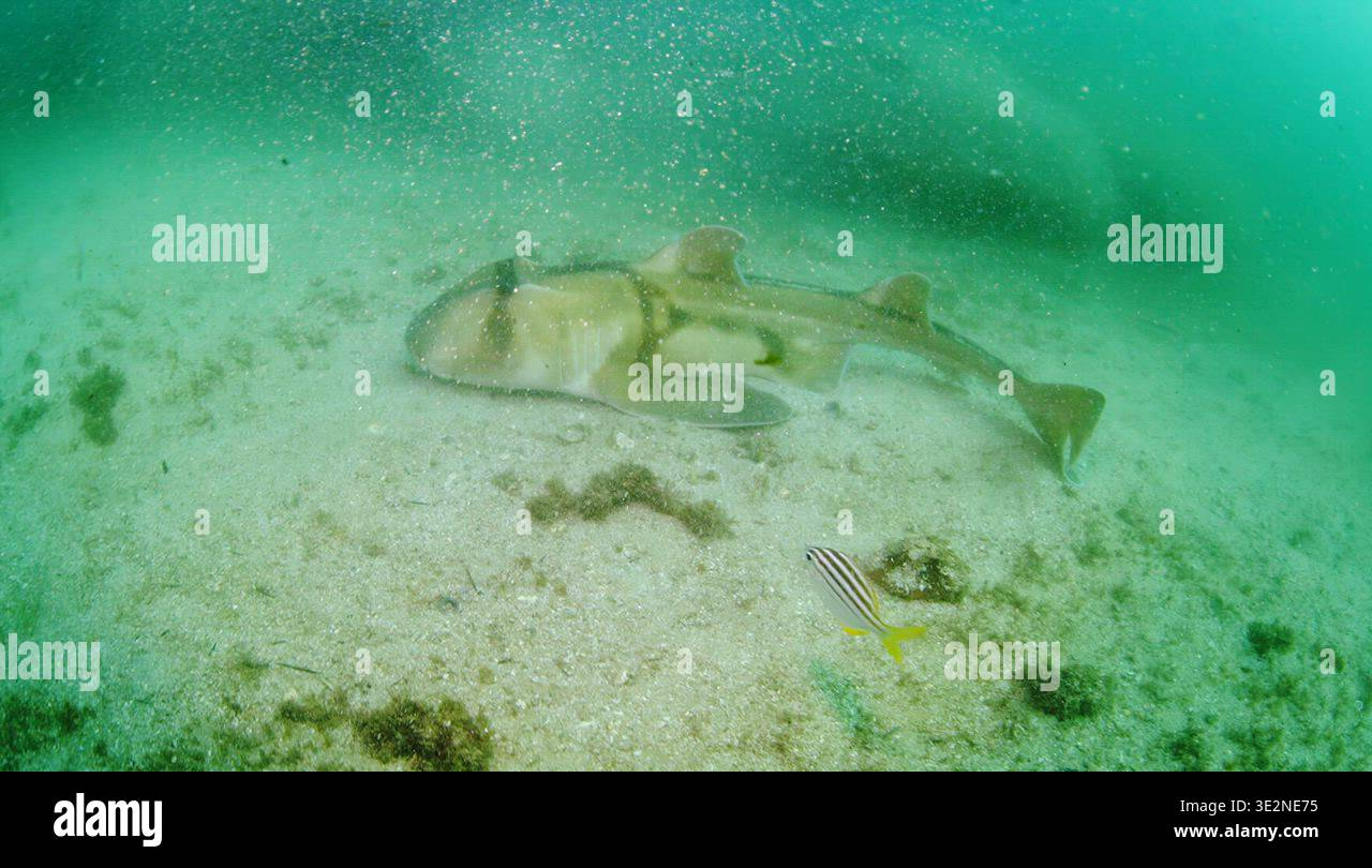 A Port Jackson Shark lies down on the sand Stock Video Footage - Alamy
