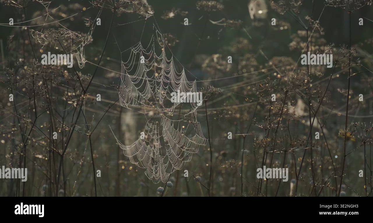 Spiderweb and Dark Autumn Plants Stock Video Footage - Alamy