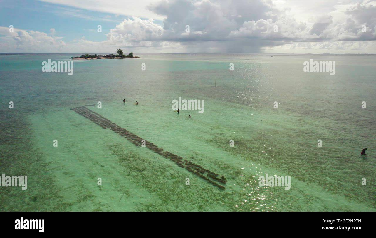 Global South, Pacific islander farmers planting aquatic seaweed crop ...