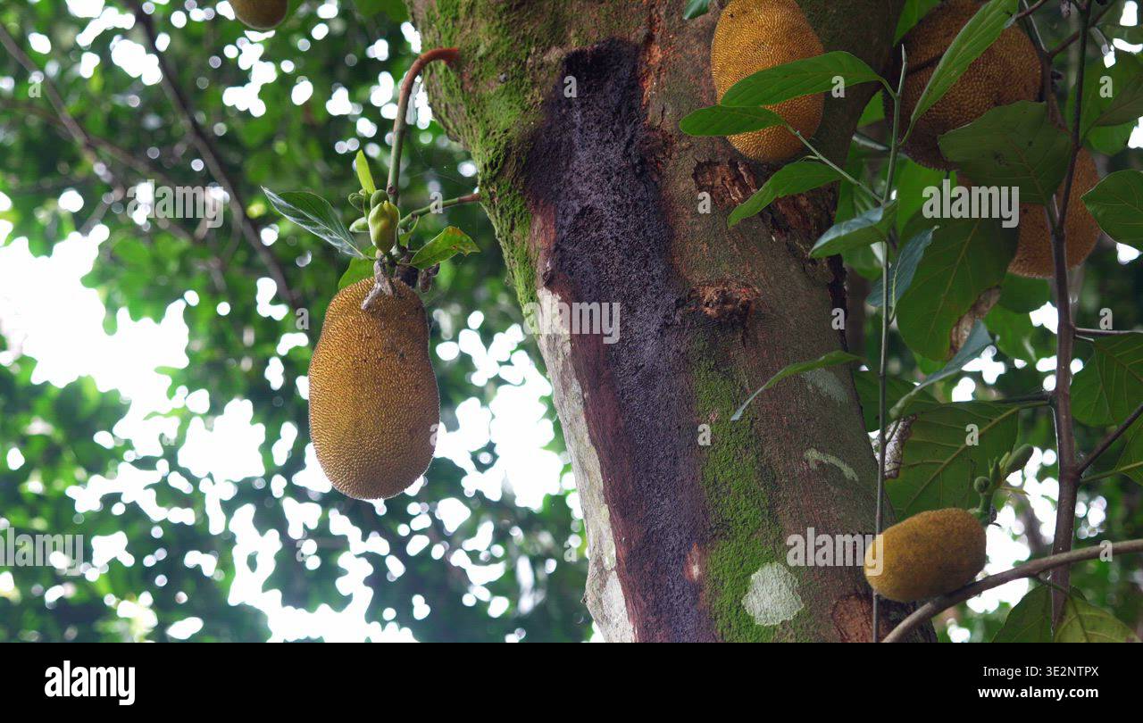 Wild Jackfruit Stock Video Footage - Alamy