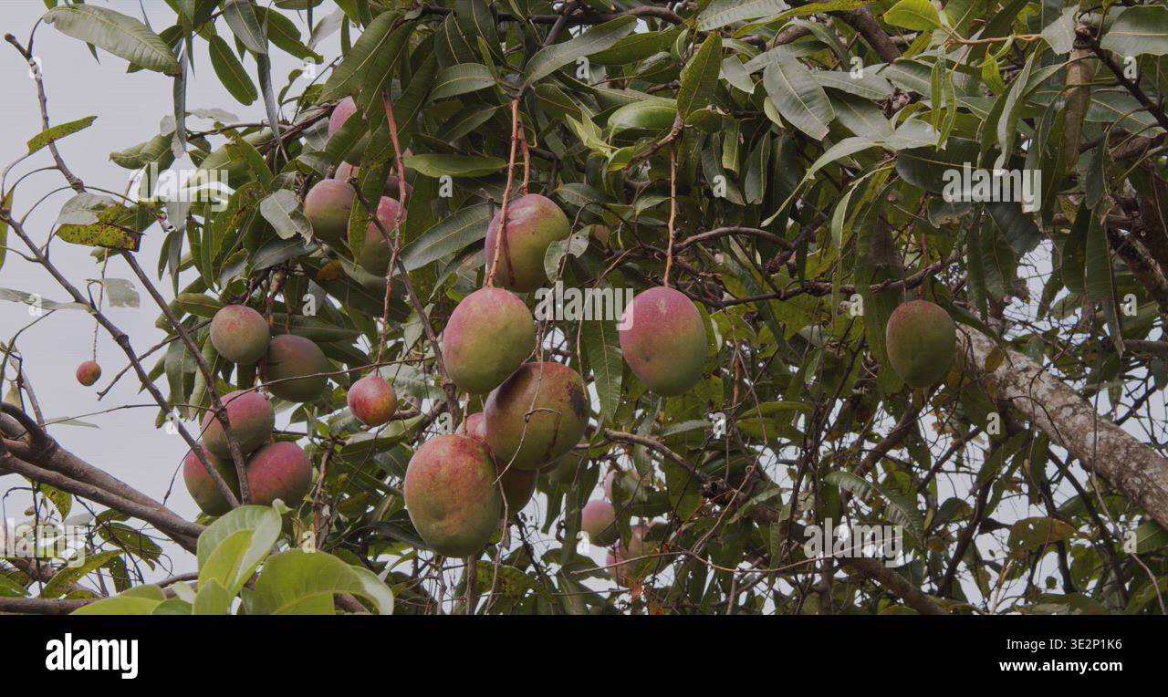 Tropical fresh Ripe Mango Fruit Tree in Jungle nature in Costa Rica ...