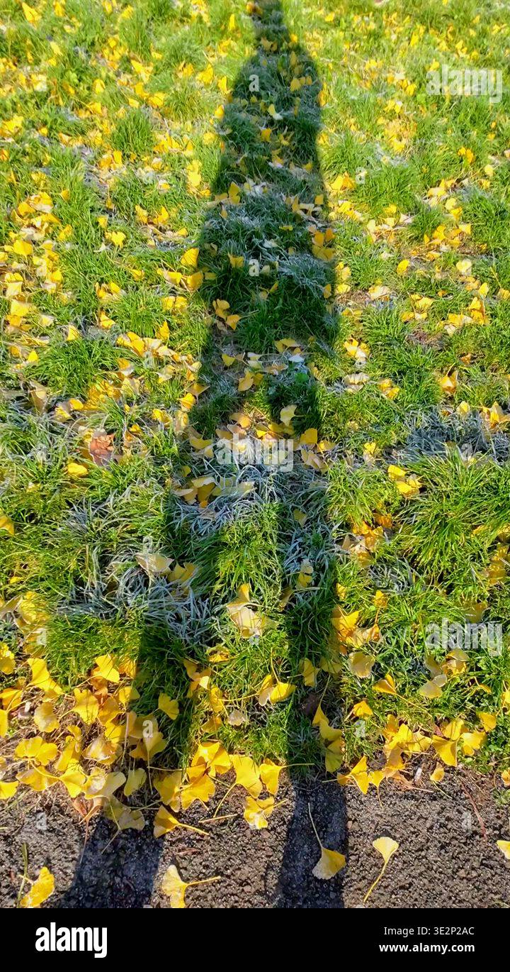 UGC Shadow Walk Stock Video Footage - Alamy
