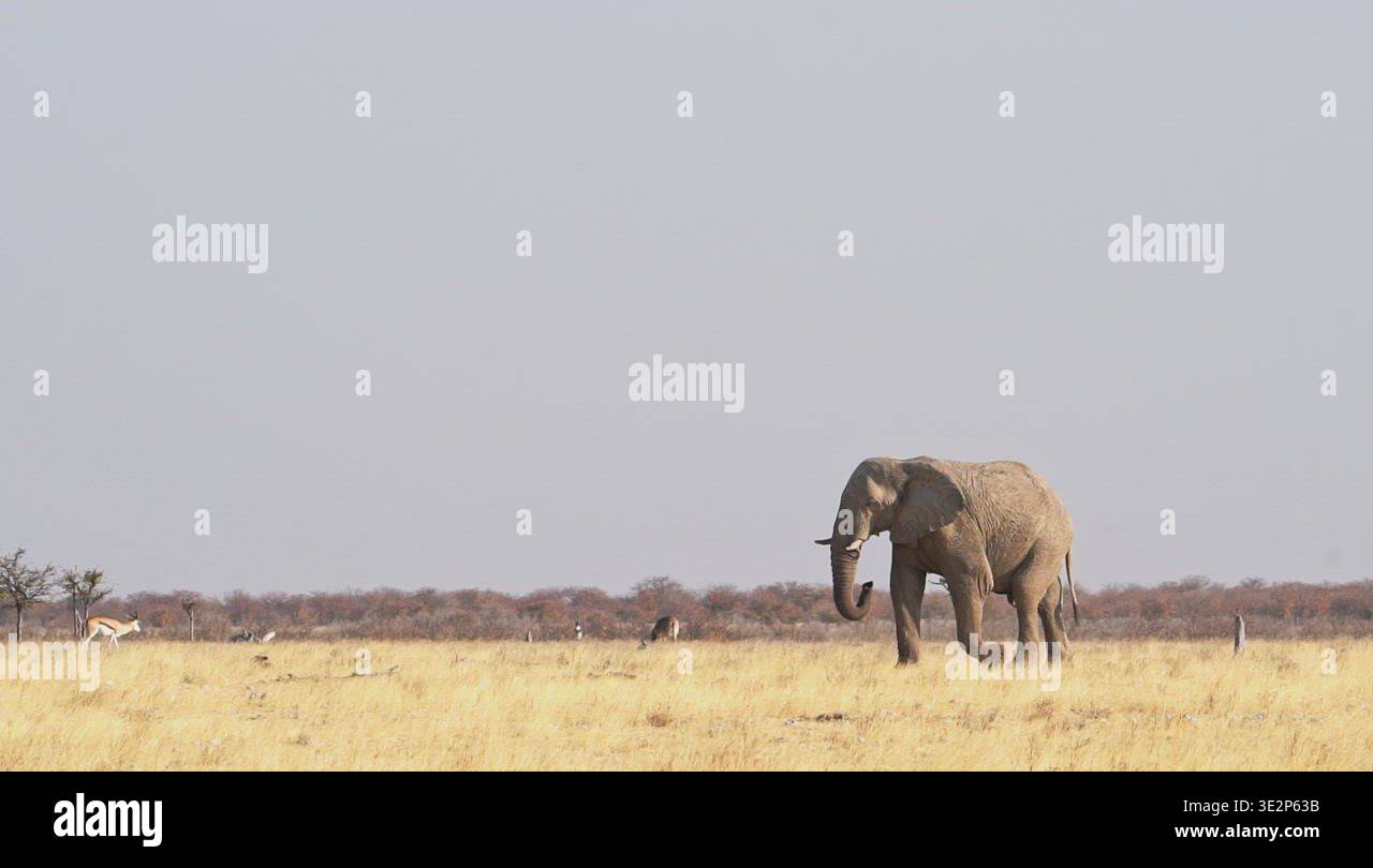 Lonely elephant walking in Etosha National Park, Namibia, Africa Stock ...