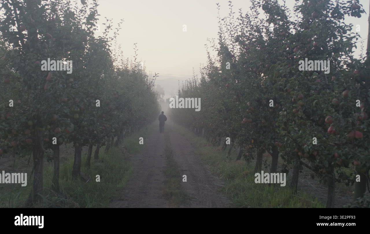 Early Morning Pear Orchard Walk Stock Video Footage - Alamy
