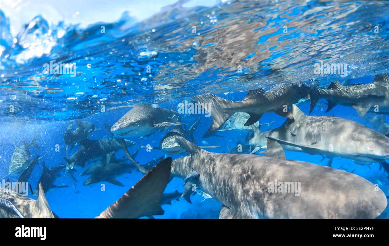 shark swim toward camera Stock Video Footage - Alamy