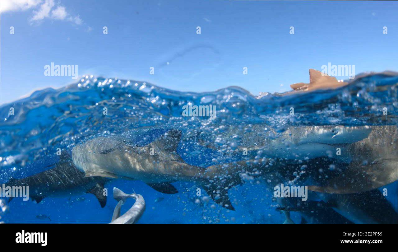 shark swim toward camera Stock Video Footage - Alamy