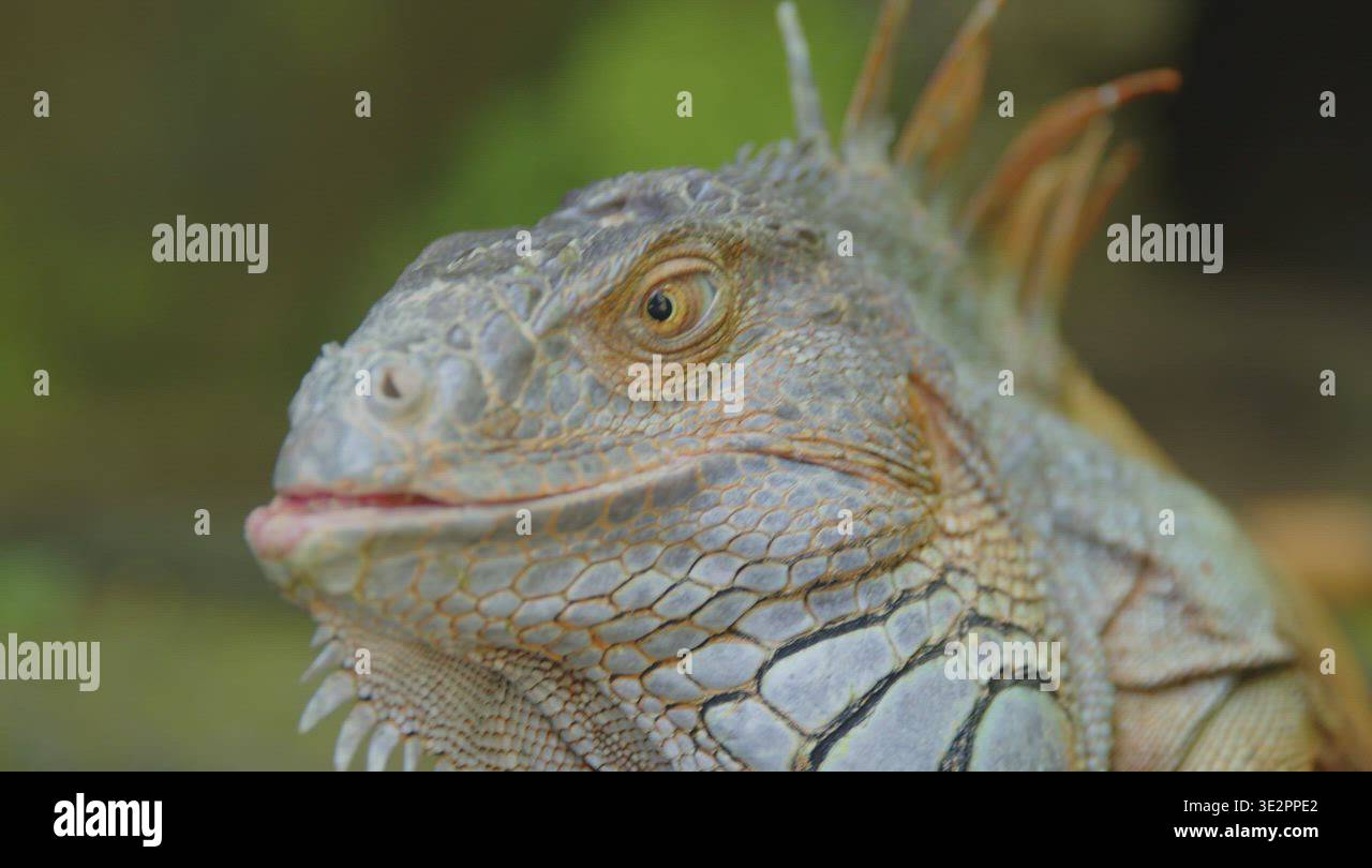 Lizards and birds Stock Video Footage - Alamy