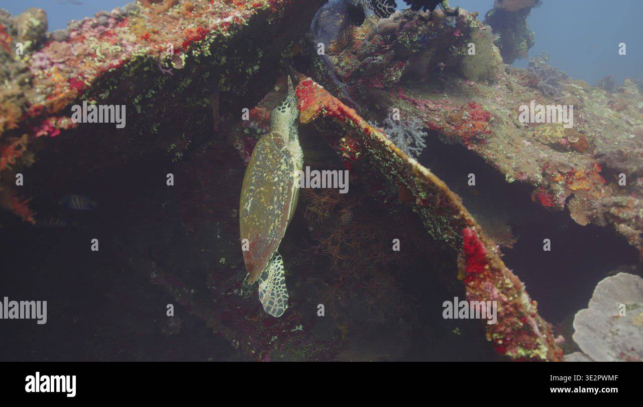 Hawksbill turtle eating sponge coral underwater Stock Video Footage - Alamy