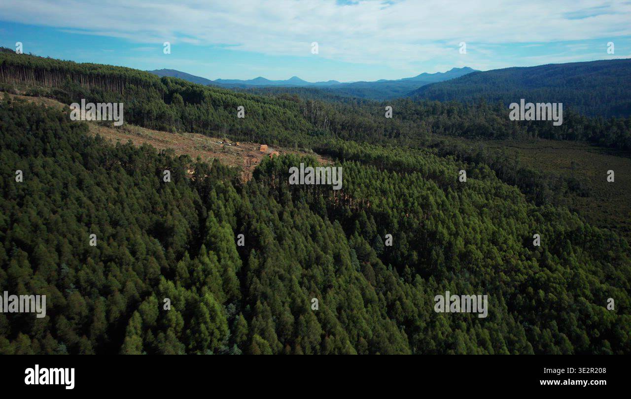 Forestry industry logging trees in Tasmania - clear-felling timber ...