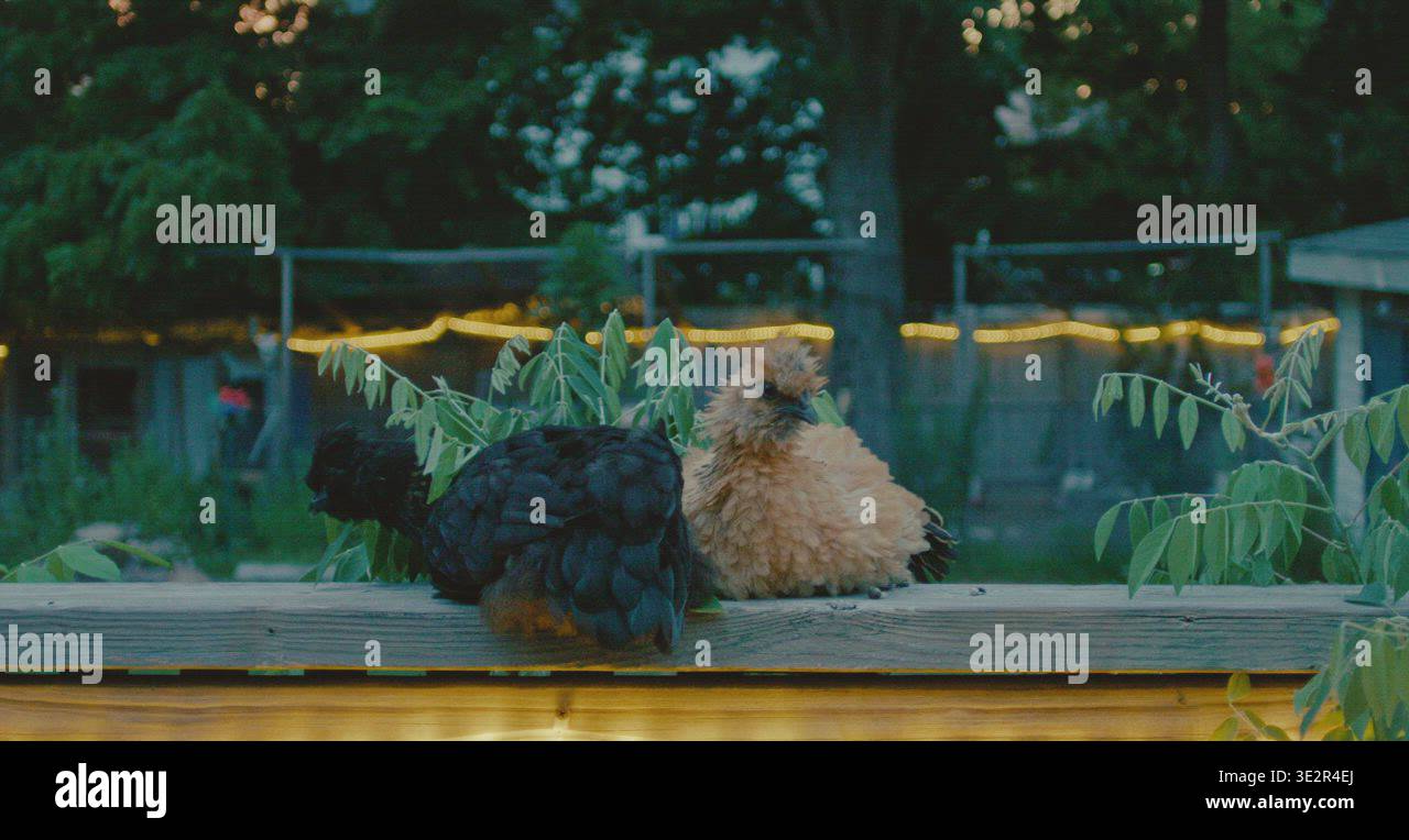 Sleepy chicken Stock Video Footage - Alamy