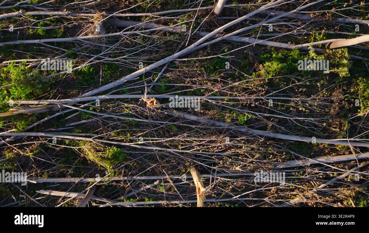 Broken trunks by the storm Stock Video Footage - Alamy