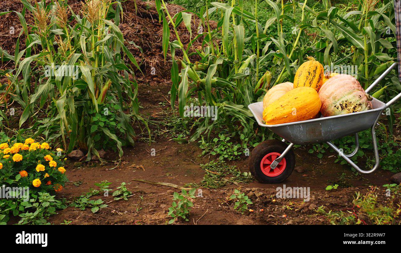 Man is driving a wheelbarrow of orange pumpkins Stock Video Footage - Alamy