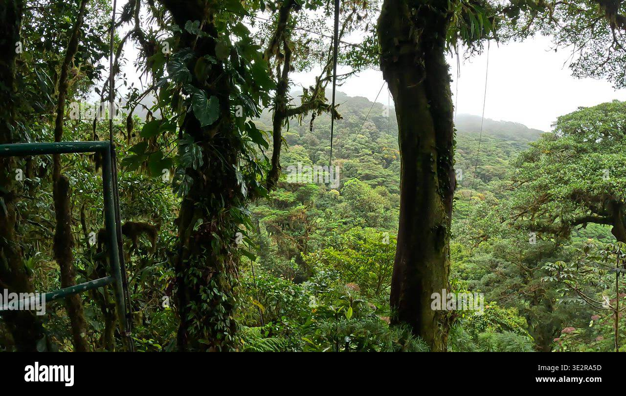 sliding on a zip line over the rainforest jungle Stock Video Footage ...