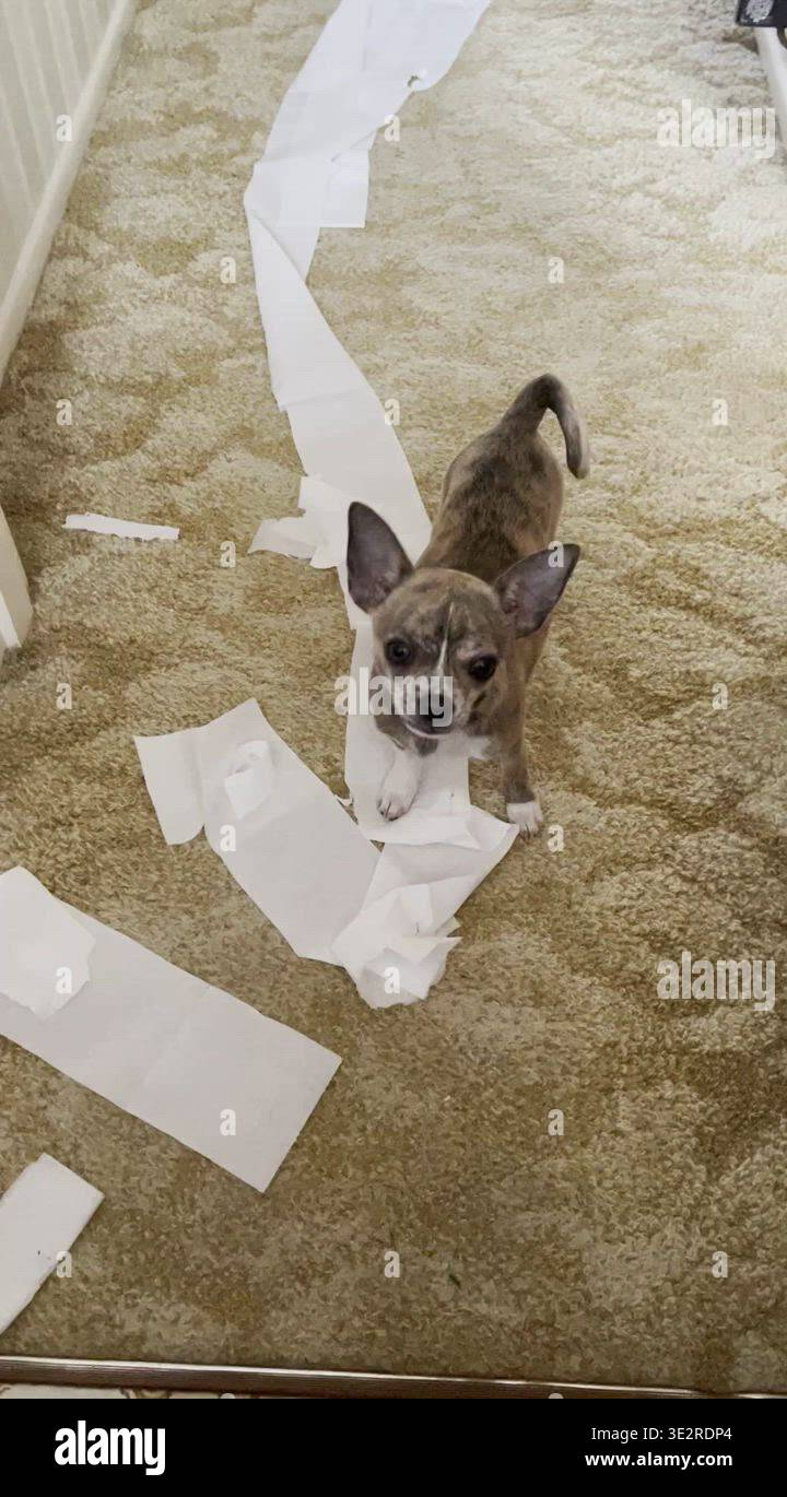 Bad Dog Stock Video Footage - Alamy