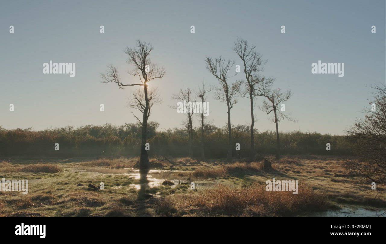 Peaceful Nature Landscape With Trees and Sunlight Stock Video Footage ...