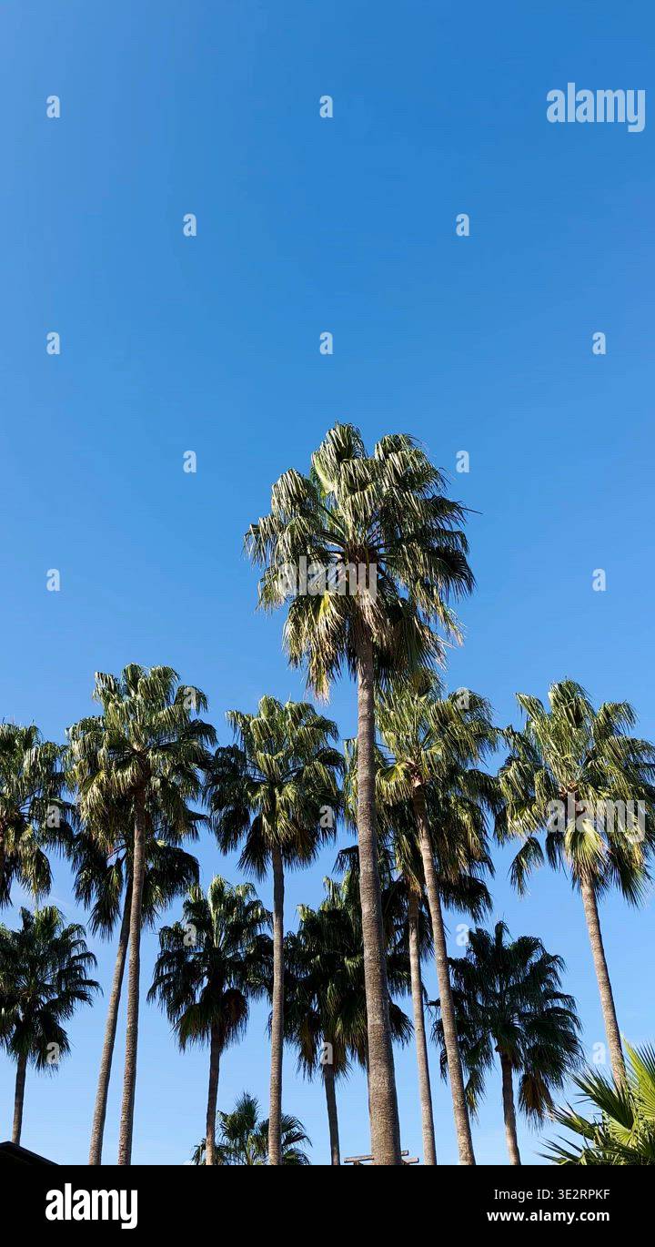 Palm trees on Cyprus still frame Stock Video Footage - Alamy