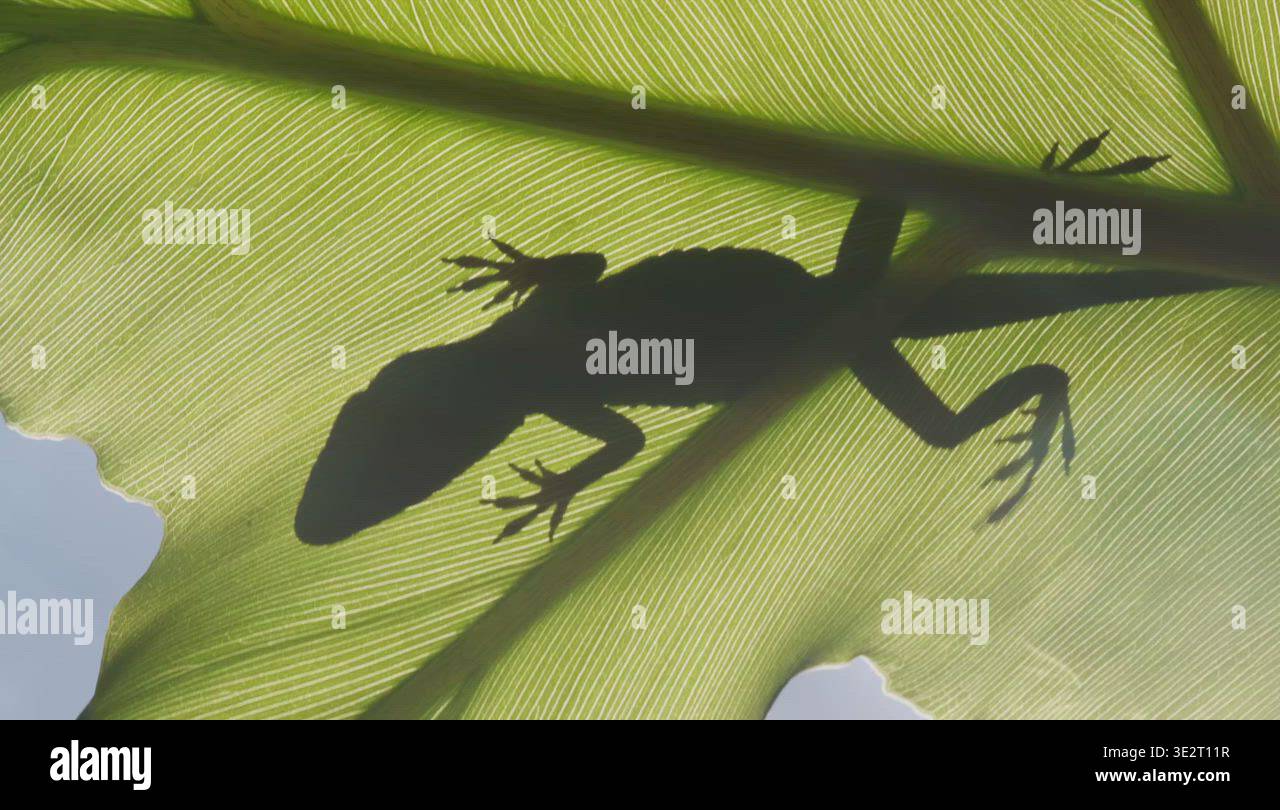 Lizard Shadow on Green Tropical Leaf Stock Video Footage - Alamy