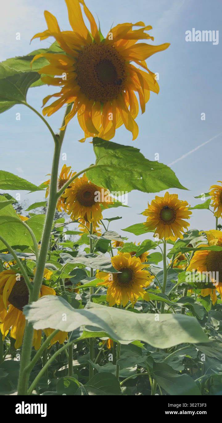 Garden summer Nature Sunflower bee pollination Stock Video Footage - Alamy