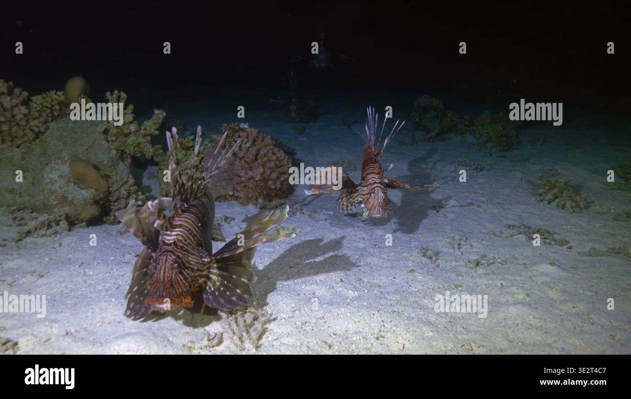 Lionfish hunting amongst coral reefs at night in the Red Sea, Egypt ...