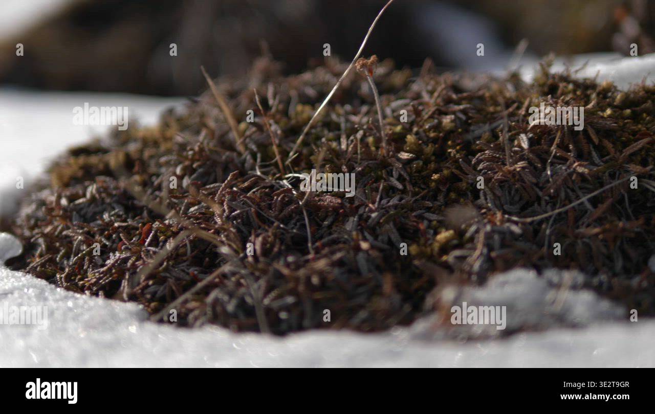 Svalbard Arctic vegetation, heath plants grow from snow in spring Stock ...