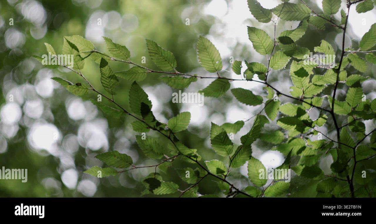 Leaves in bloom during spring Stock Video Footage - Alamy
